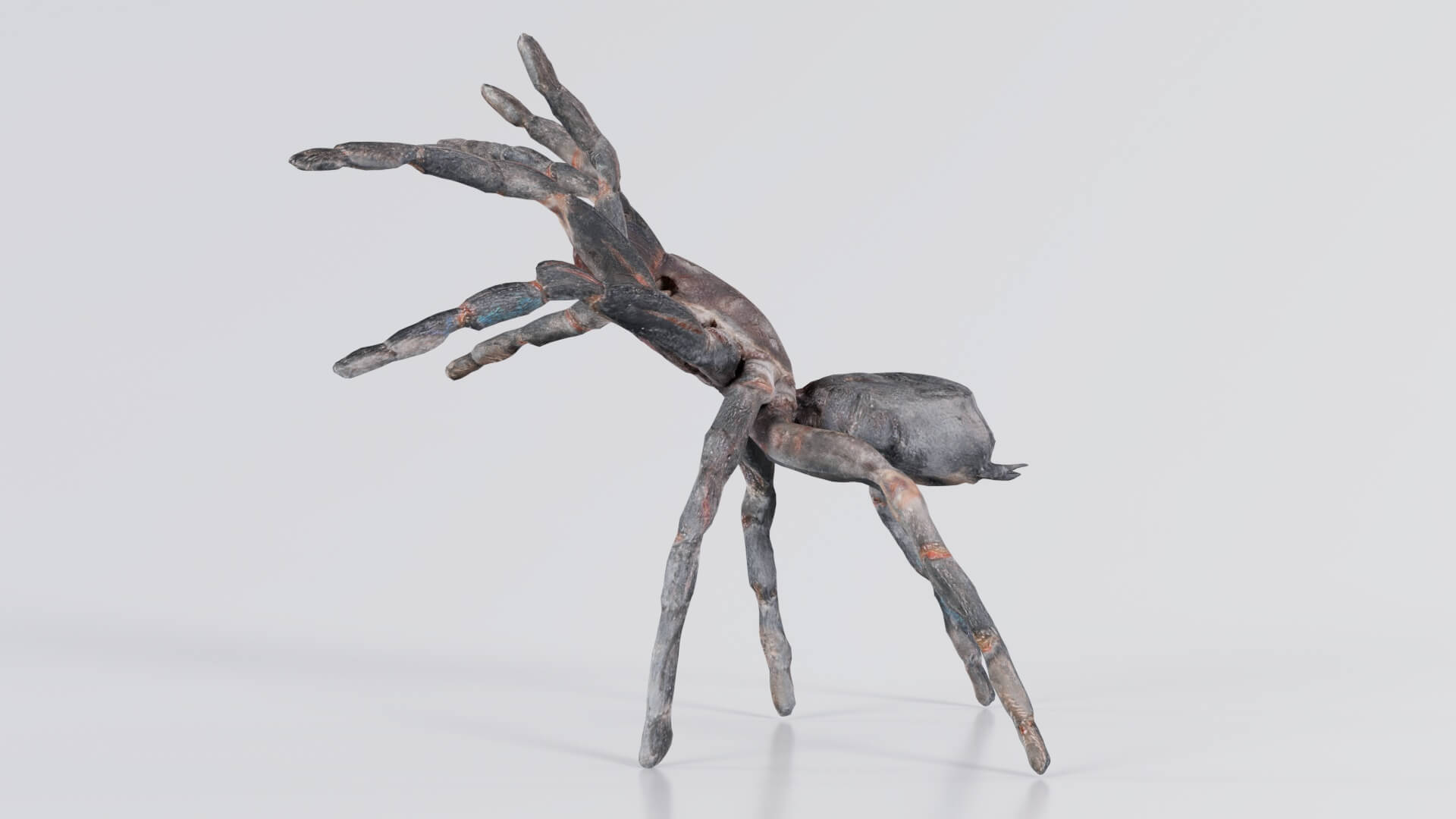 Opelma Minax Spider Tarantula - 3D Model by Polygonal Miniatures