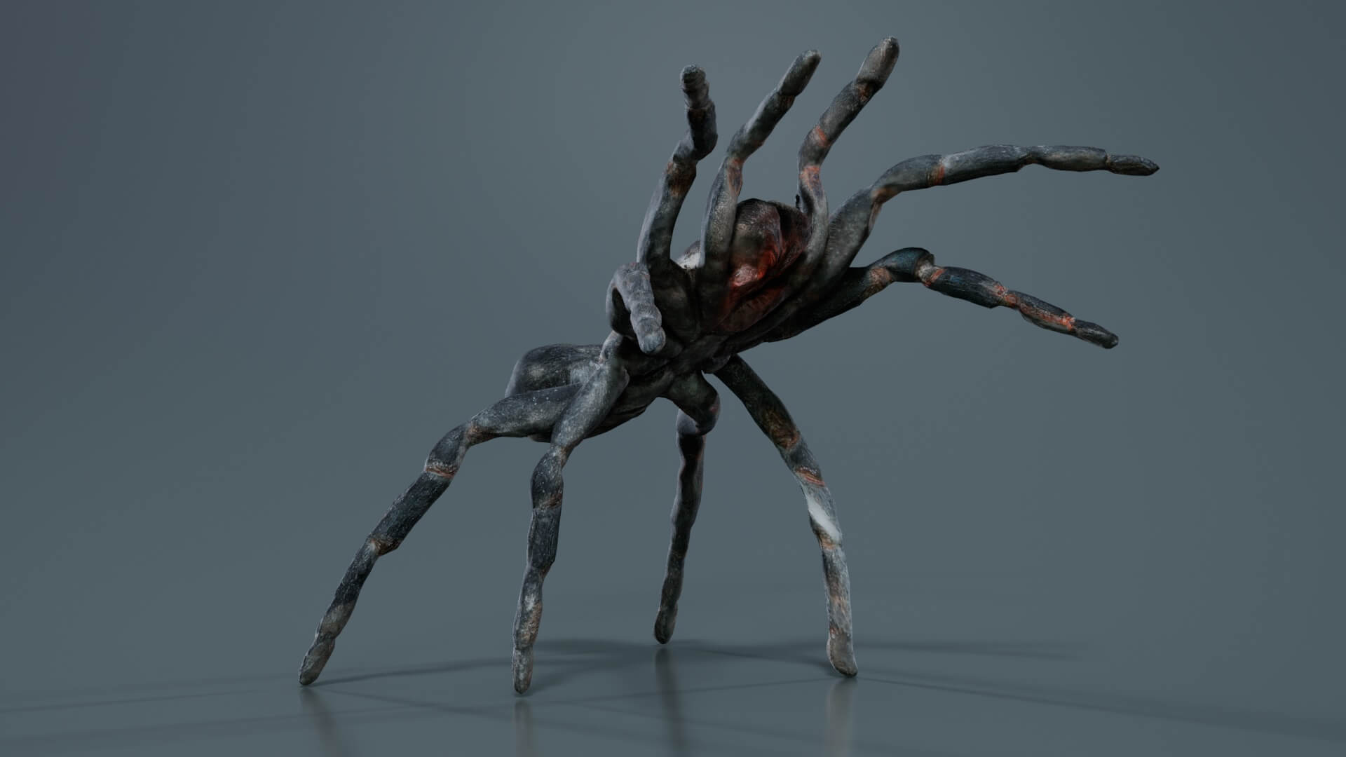 Opelma Minax Spider Tarantula - 3D Model by Polygonal Miniatures