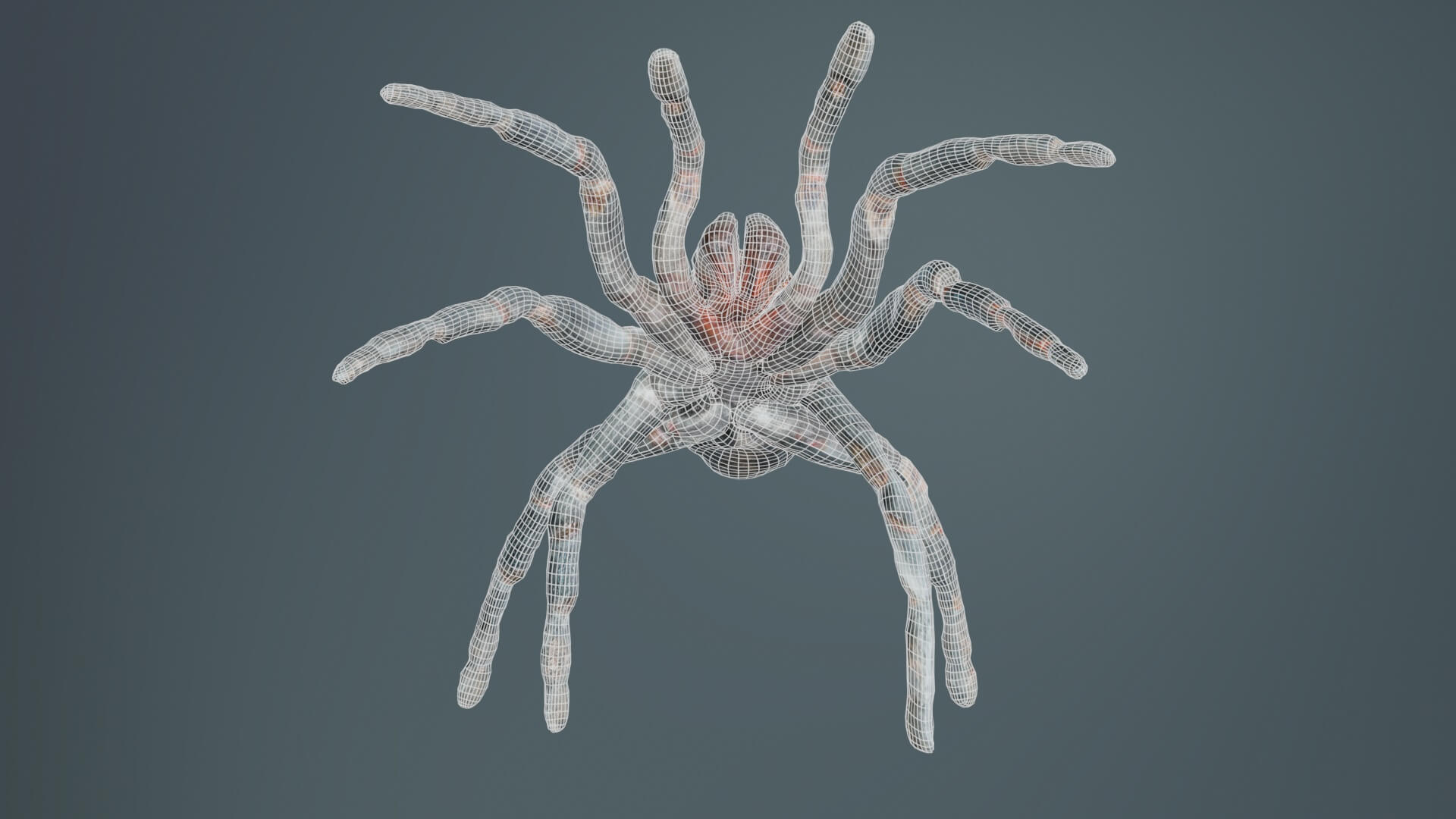 Opelma Minax Spider Tarantula - 3D Model by Polygonal Miniatures