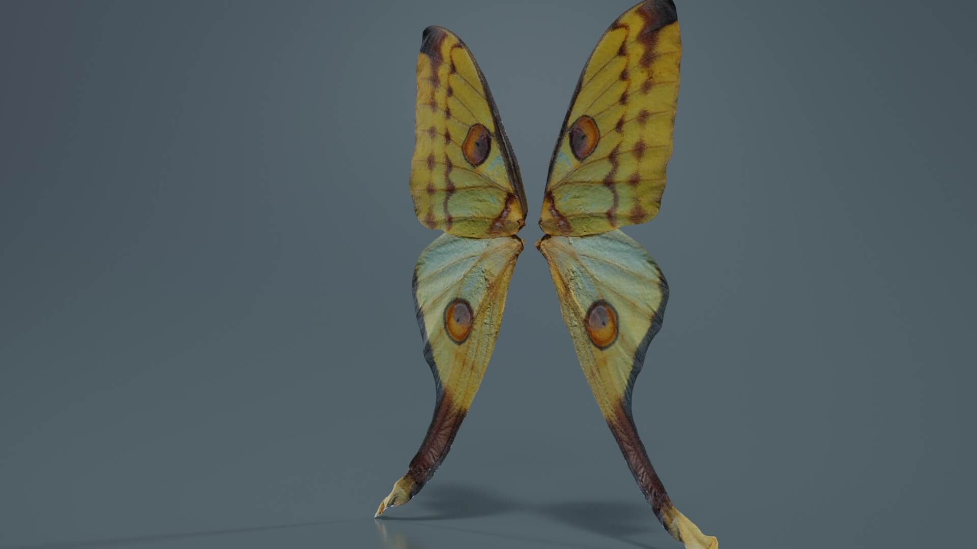 Owlet Moth Noctuoidea 2 - 3D Model by Polygonal Miniatures