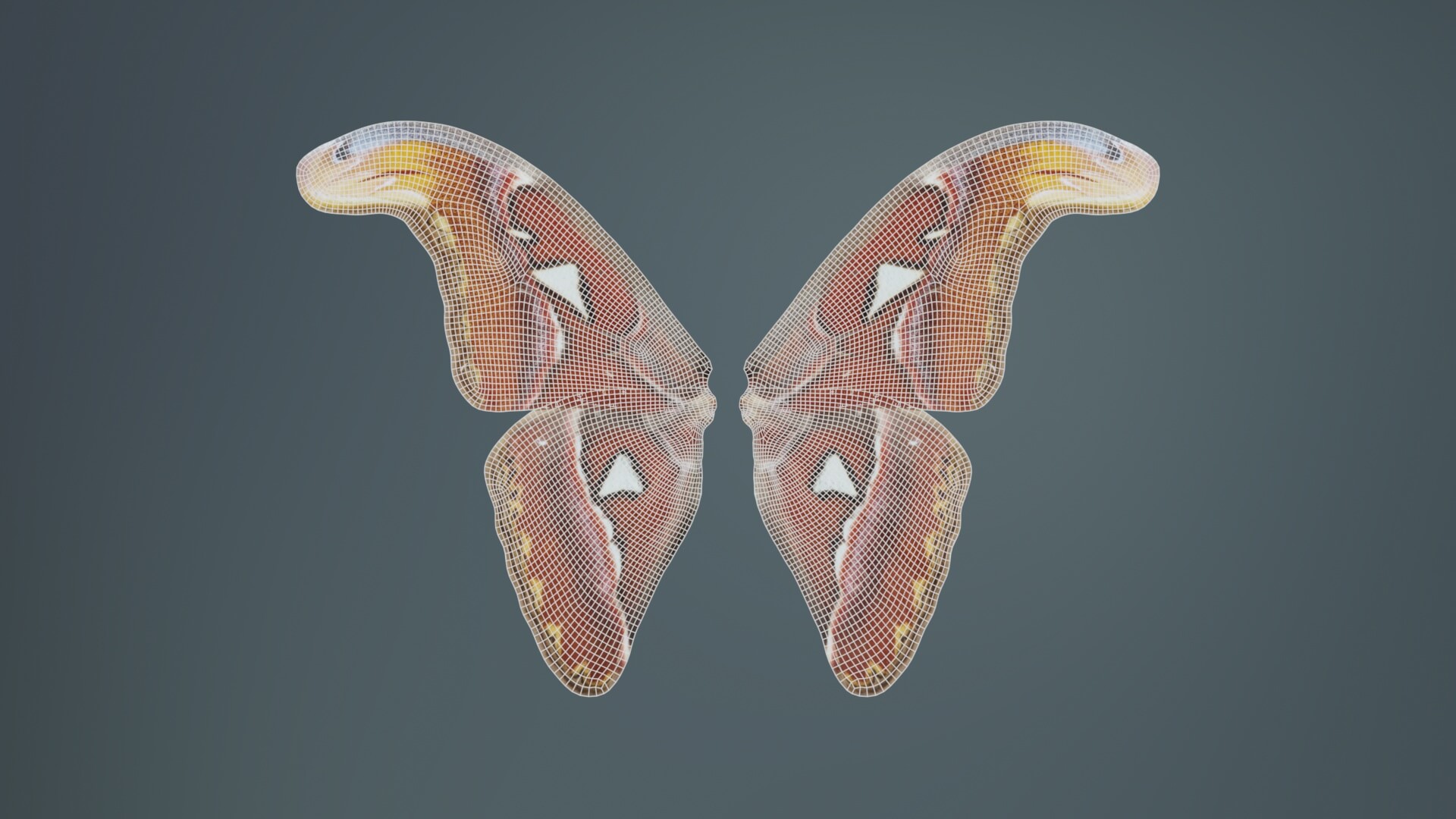 Owlet Moth Noctuoidea 3 - 3D Model by Polygonal Miniatures