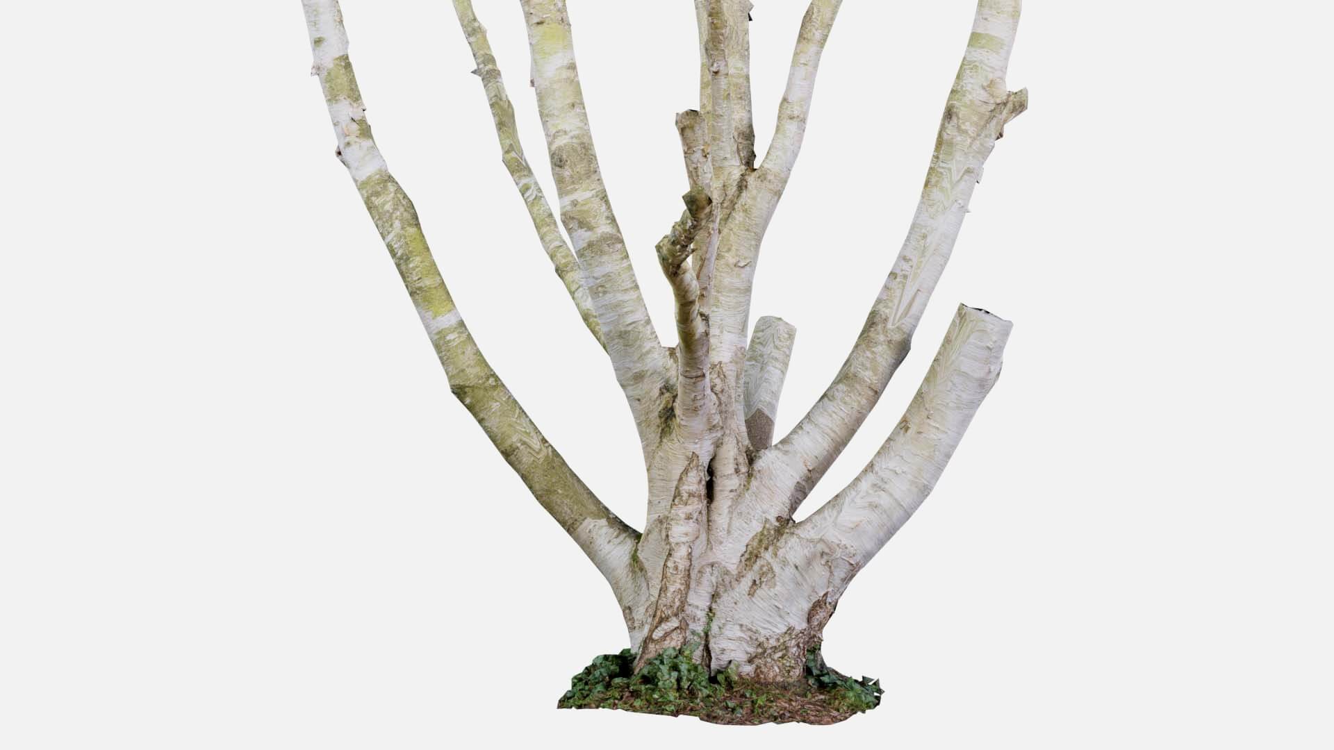 Paper Bark Tree Trunk - 3D Model by Polygonal Miniatures