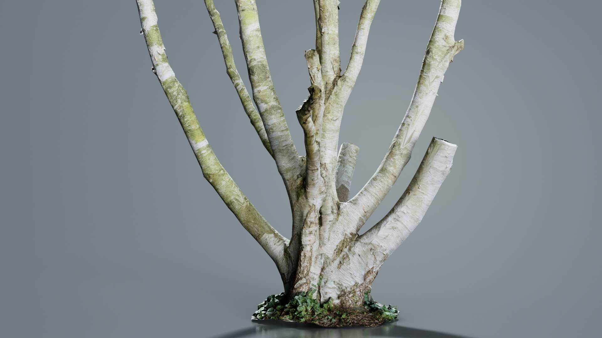 Paper Bark Tree Trunk - 3D Model by Polygonal Miniatures