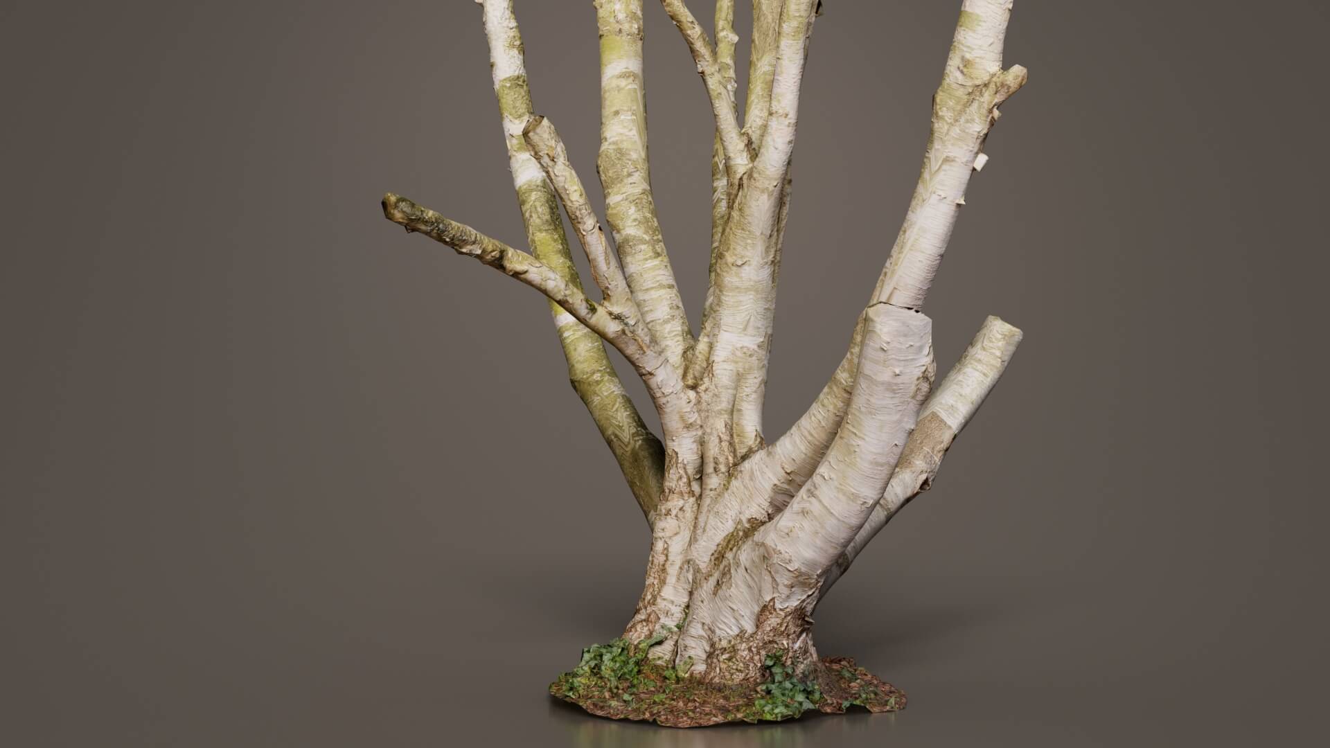 Paper Bark Tree Trunk - 3D Model by Polygonal Miniatures