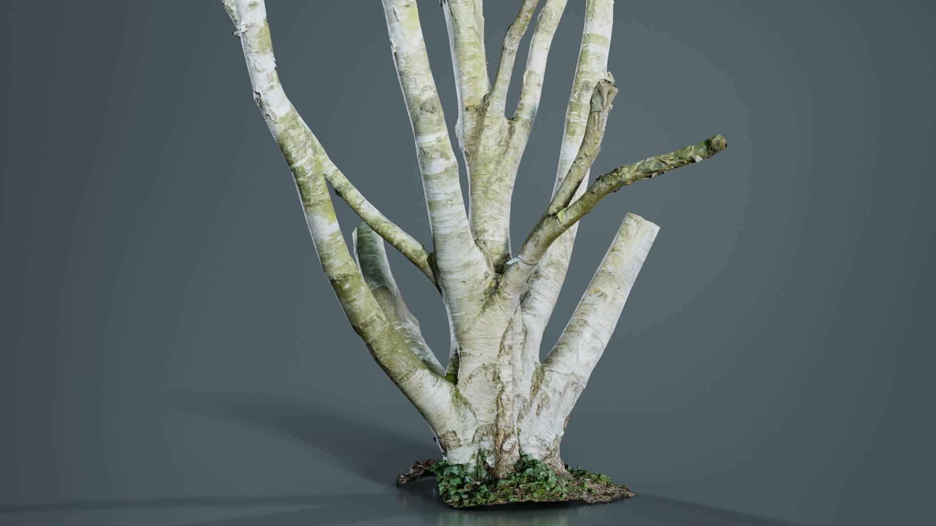 Paper Bark Tree Trunk - 3D Model by Polygonal Miniatures