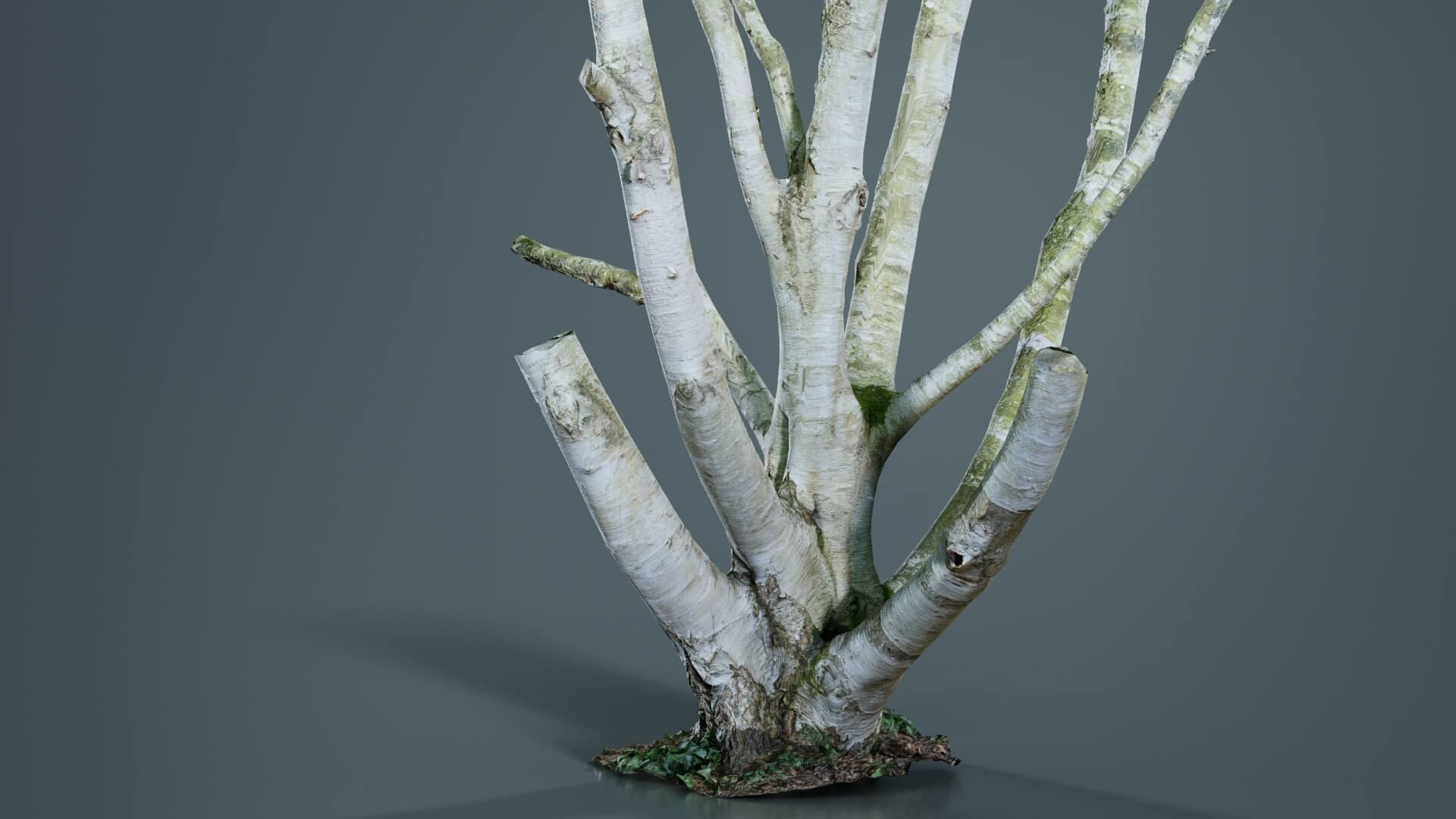 Paper Bark Tree Trunk - 3D Model by Polygonal Miniatures