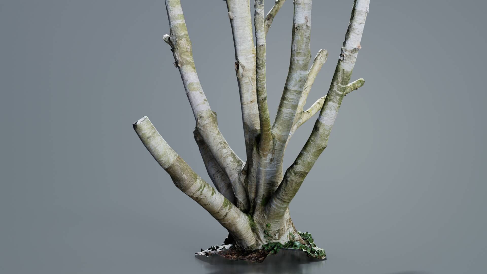 Paper Bark Tree Trunk - 3D Model by Polygonal Miniatures