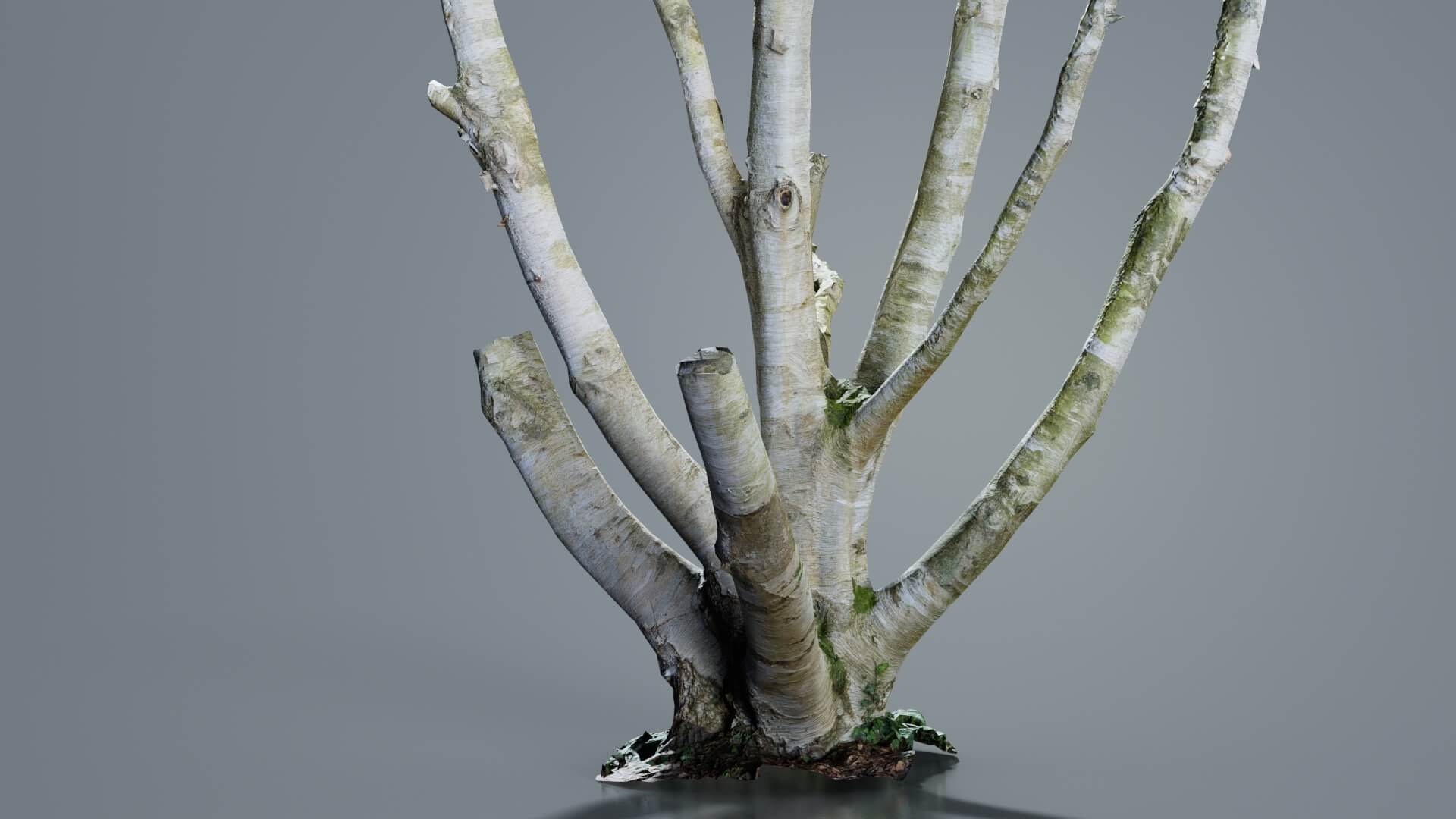 Paper Bark Tree Trunk - 3D Model by Polygonal Miniatures