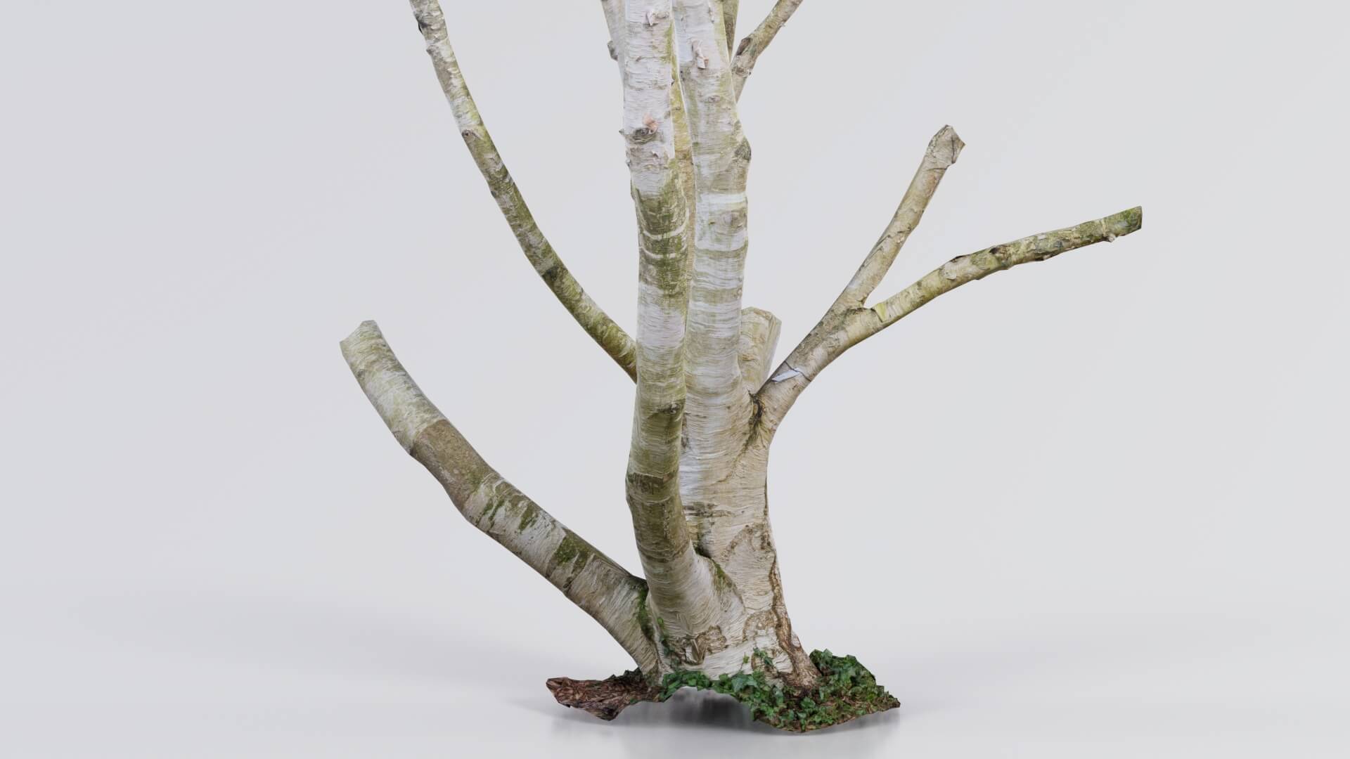 Paper Bark Tree Trunk - 3D Model by Polygonal Miniatures