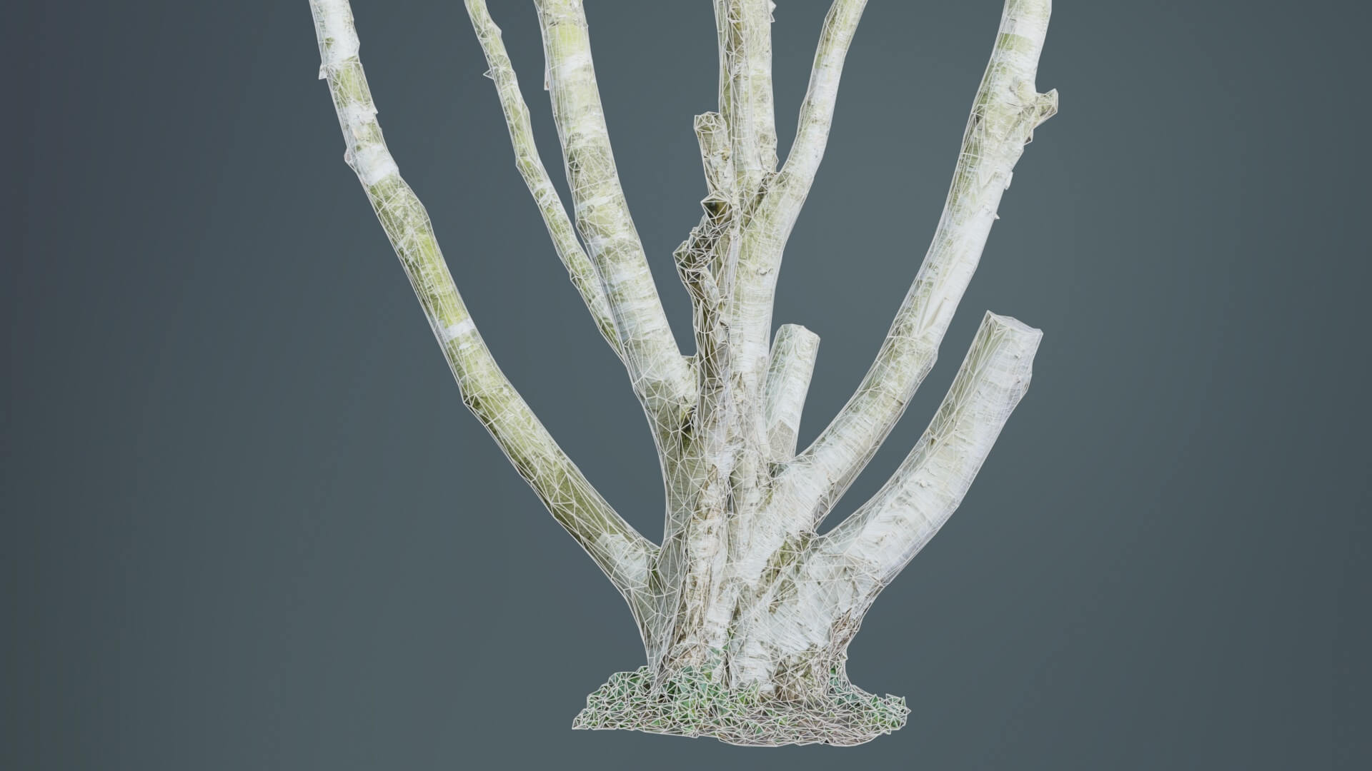 Paper Bark Tree Trunk - 3D Model by Polygonal Miniatures