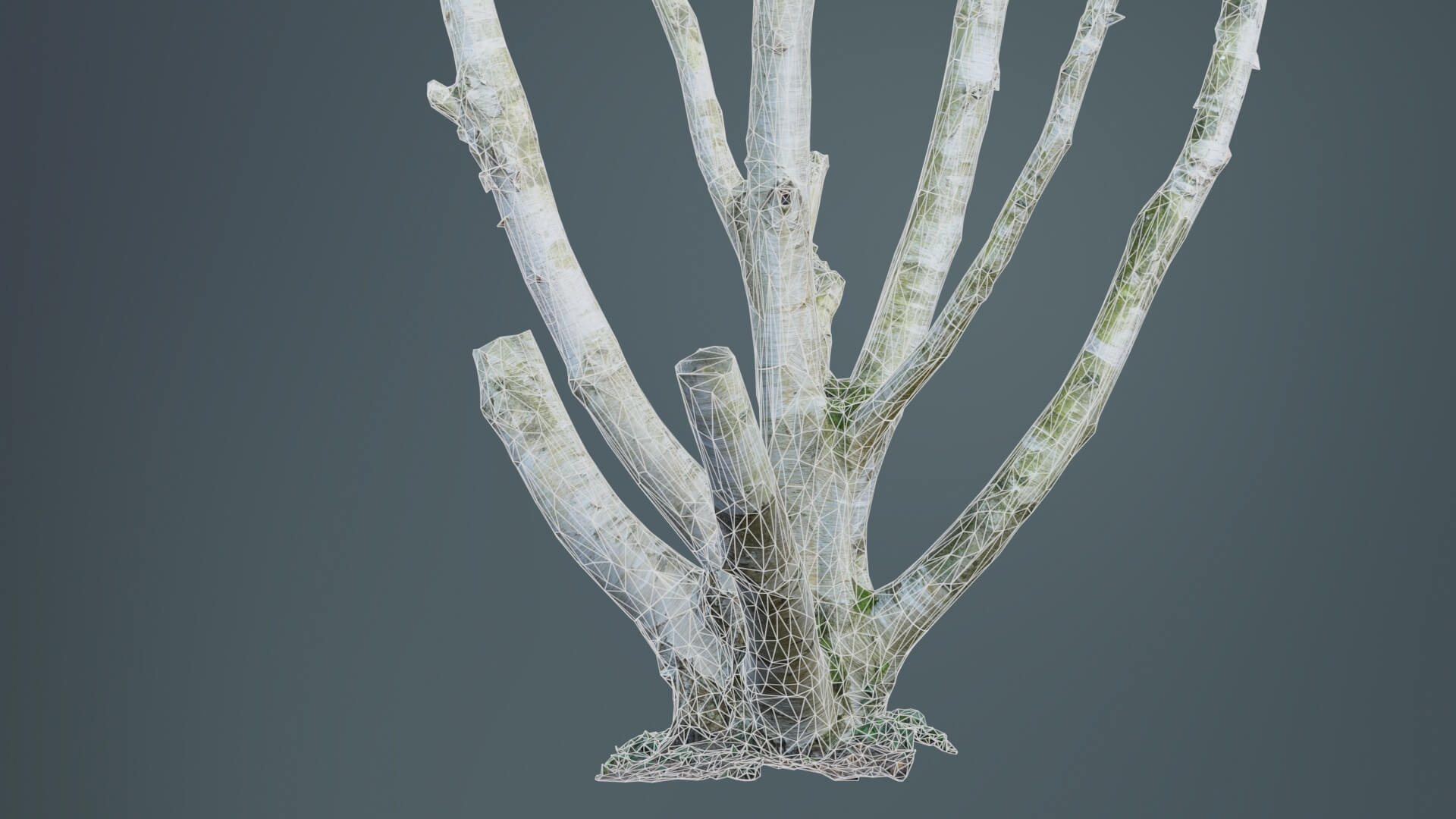 Paper Bark Tree Trunk - 3D Model by Polygonal Miniatures
