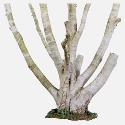 Paper Bark Tree Trunk - 3D Model by Polygonal Miniatures