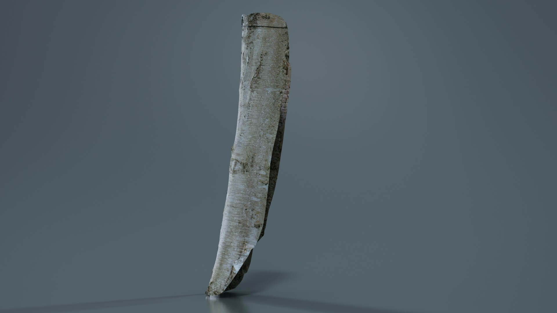 Paper Skin Bark - 3D Model by Polygonal Miniatures