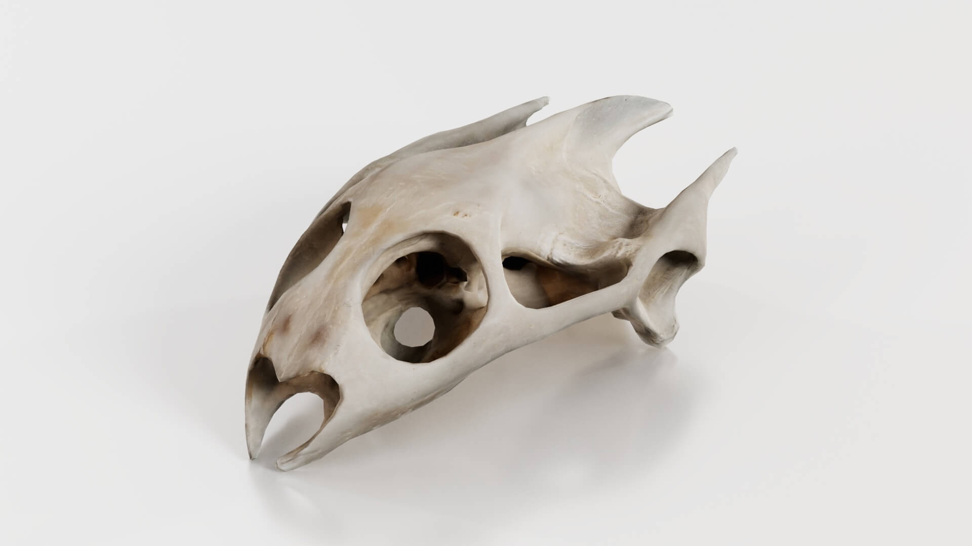 Parrot Head Skull - 3D Model by Polygonal Miniatures