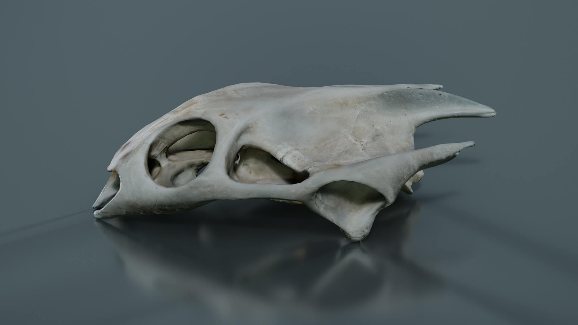 Parrot Head Skull - 3D Model by Polygonal Miniatures