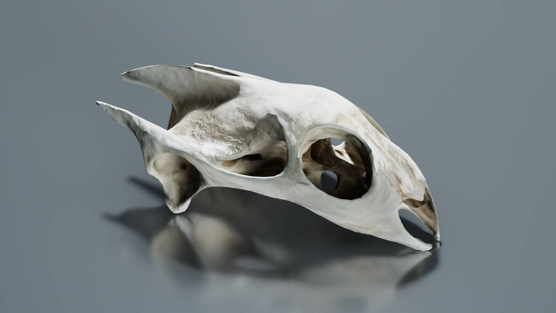 Parrot Head Skull - 3D Model by Polygonal Miniatures