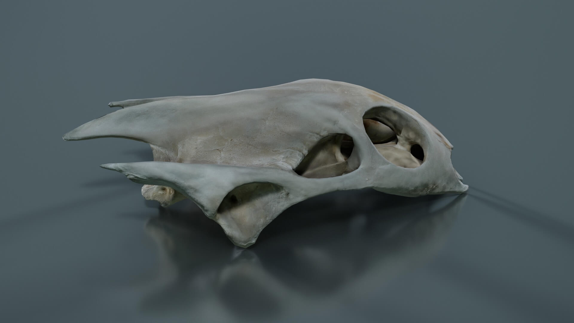 Parrot Head Skull - 3D Model by Polygonal Miniatures