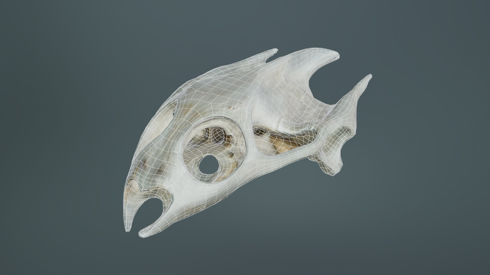 Parrot Head Skull - 3D Model by Polygonal Miniatures