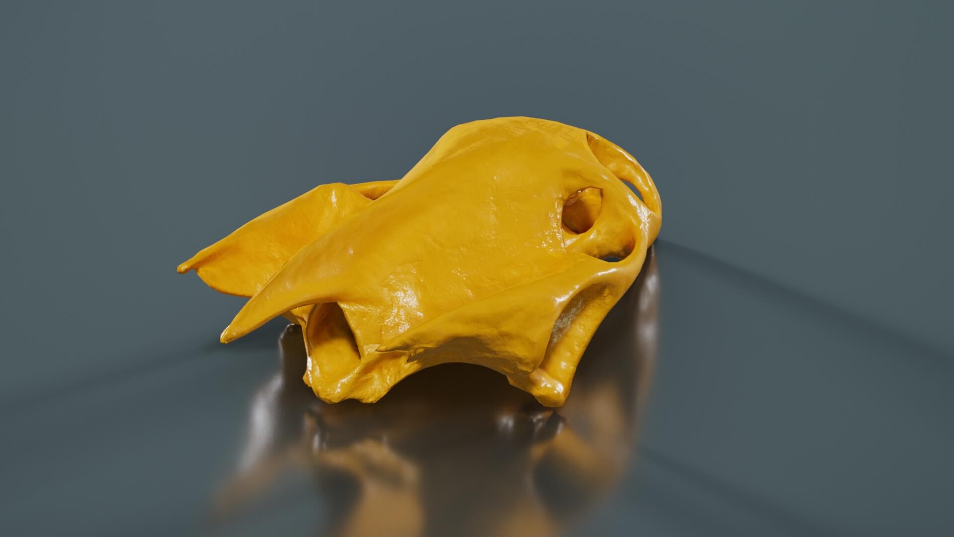 Parrot Head Skull - 3D Model by Polygonal Miniatures