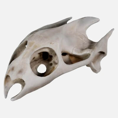 Parrot Head Skull - 3D Model by Polygonal Miniatures