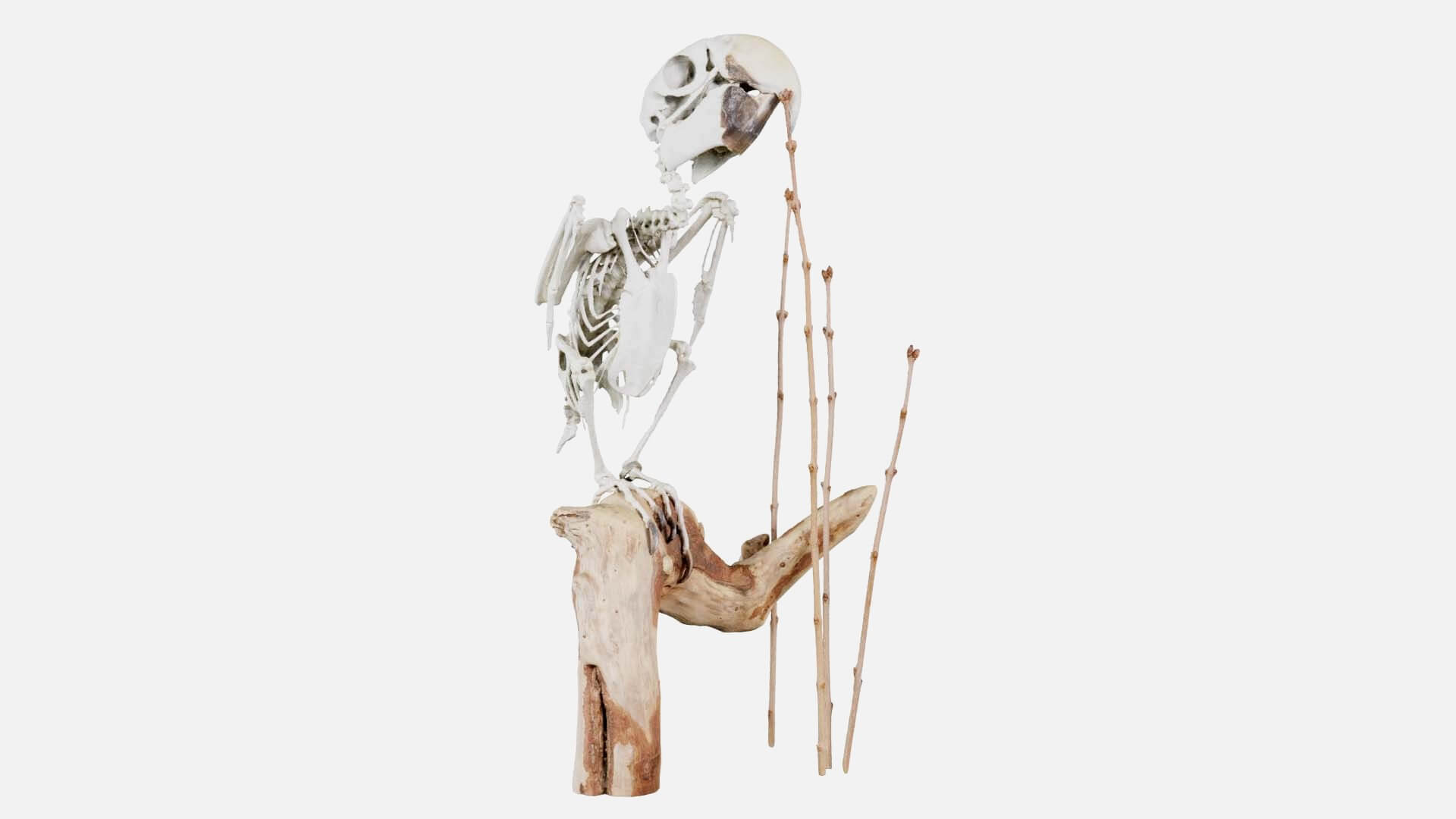 Parrot Skeleton Psittacines - 3D Model by Polygonal Miniatures