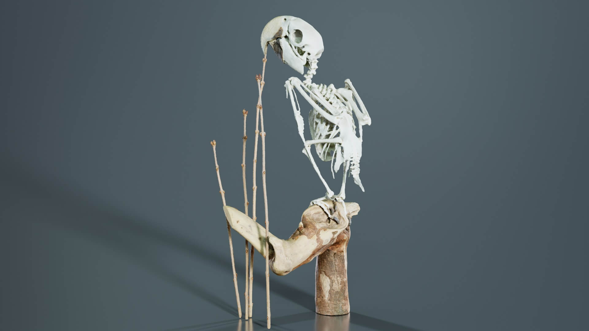 Parrot Skeleton Psittacines - 3D Model by Polygonal Miniatures