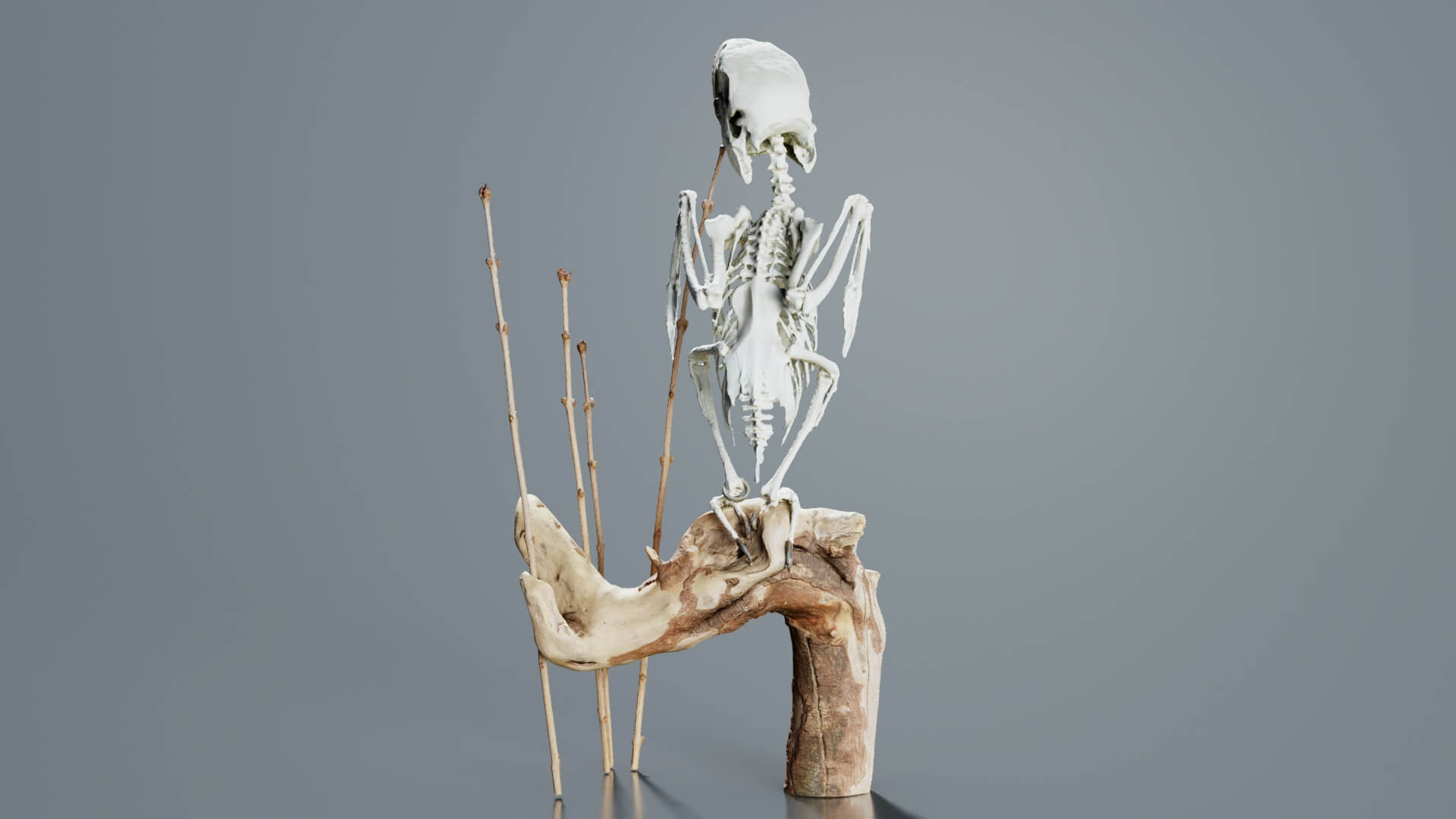 Parrot Skeleton Psittacines - 3D Model by Polygonal Miniatures