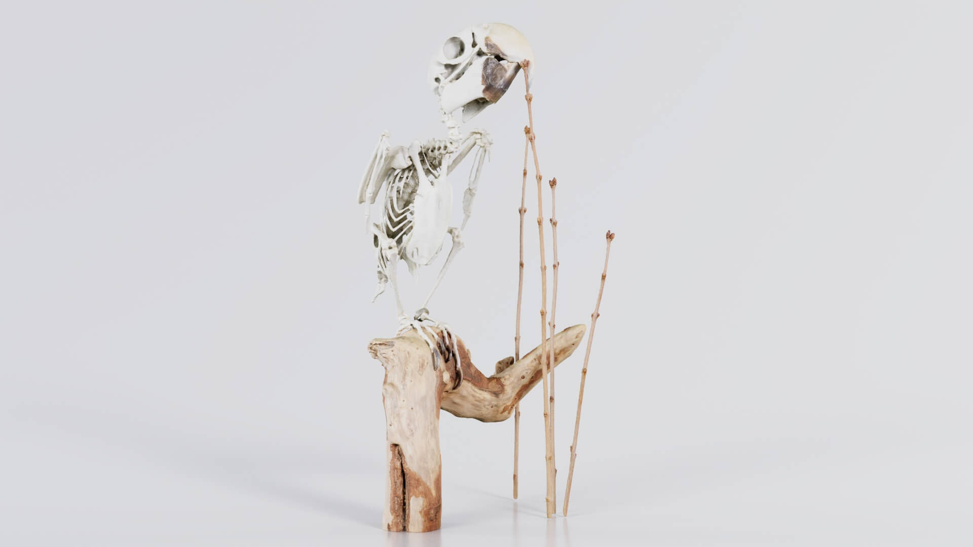 Parrot Skeleton Psittacines - 3D Model by Polygonal Miniatures