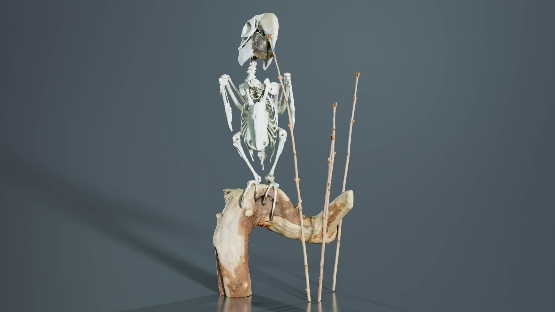 Parrot Skeleton Psittacines - 3D Model by Polygonal Miniatures