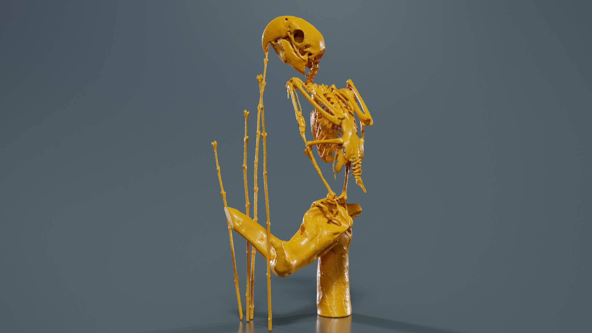 Parrot Skeleton Psittacines - 3D Model by Polygonal Miniatures