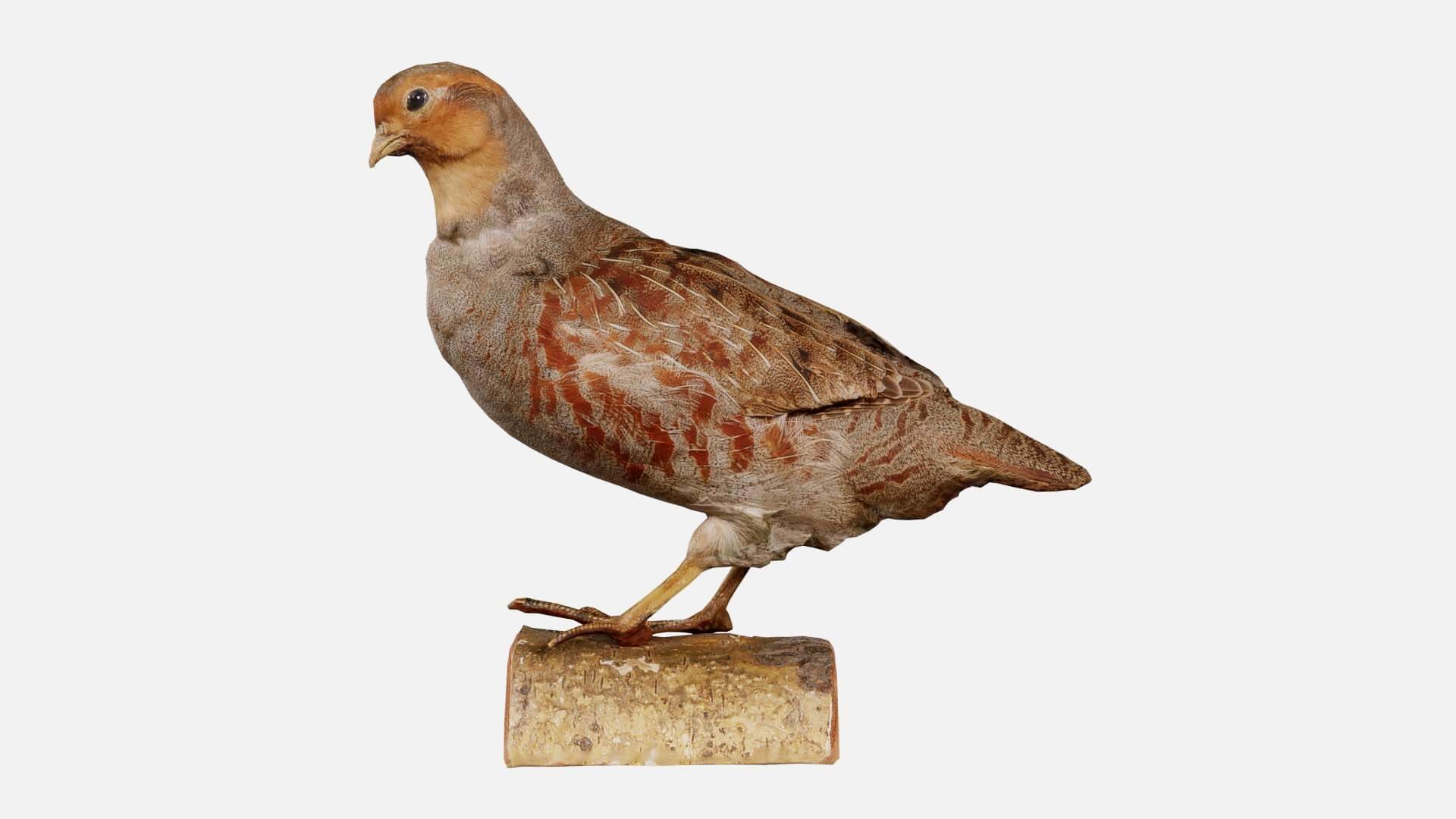 Partridge Galliform Perdicinae Phasianidae - 3D Model by Polygonal ...