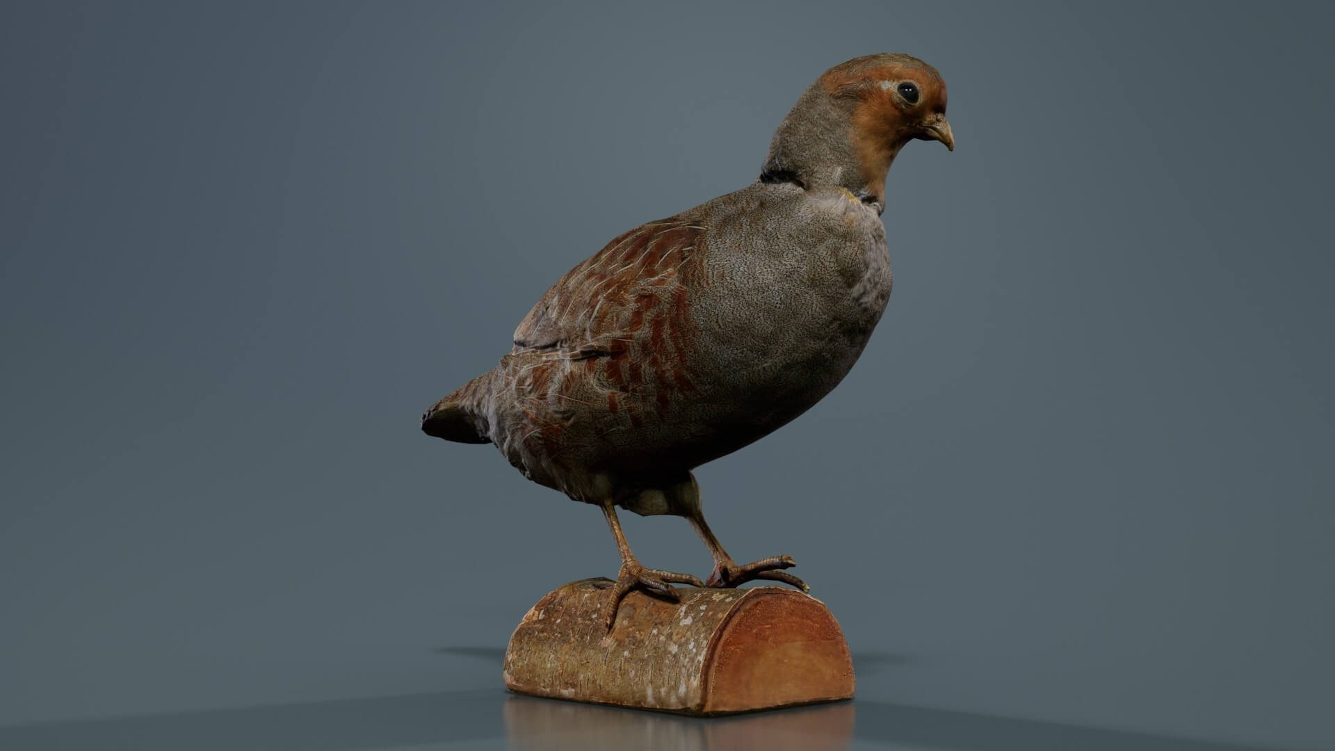 Partridge Galliform Perdicinae Phasianidae - 3D Model by Polygonal ...