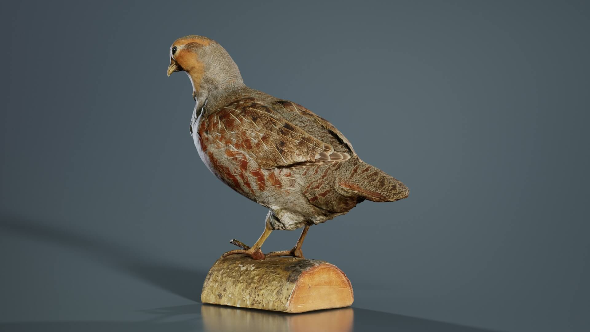 Partridge Galliform Perdicinae Phasianidae - 3D Model by Polygonal ...