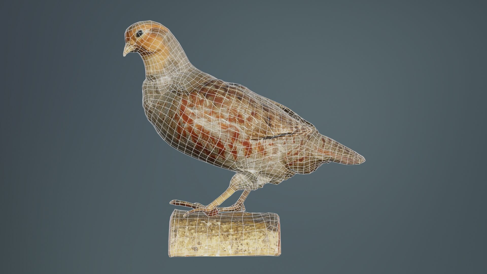 Partridge Galliform Perdicinae Phasianidae - 3D Model by Polygonal ...