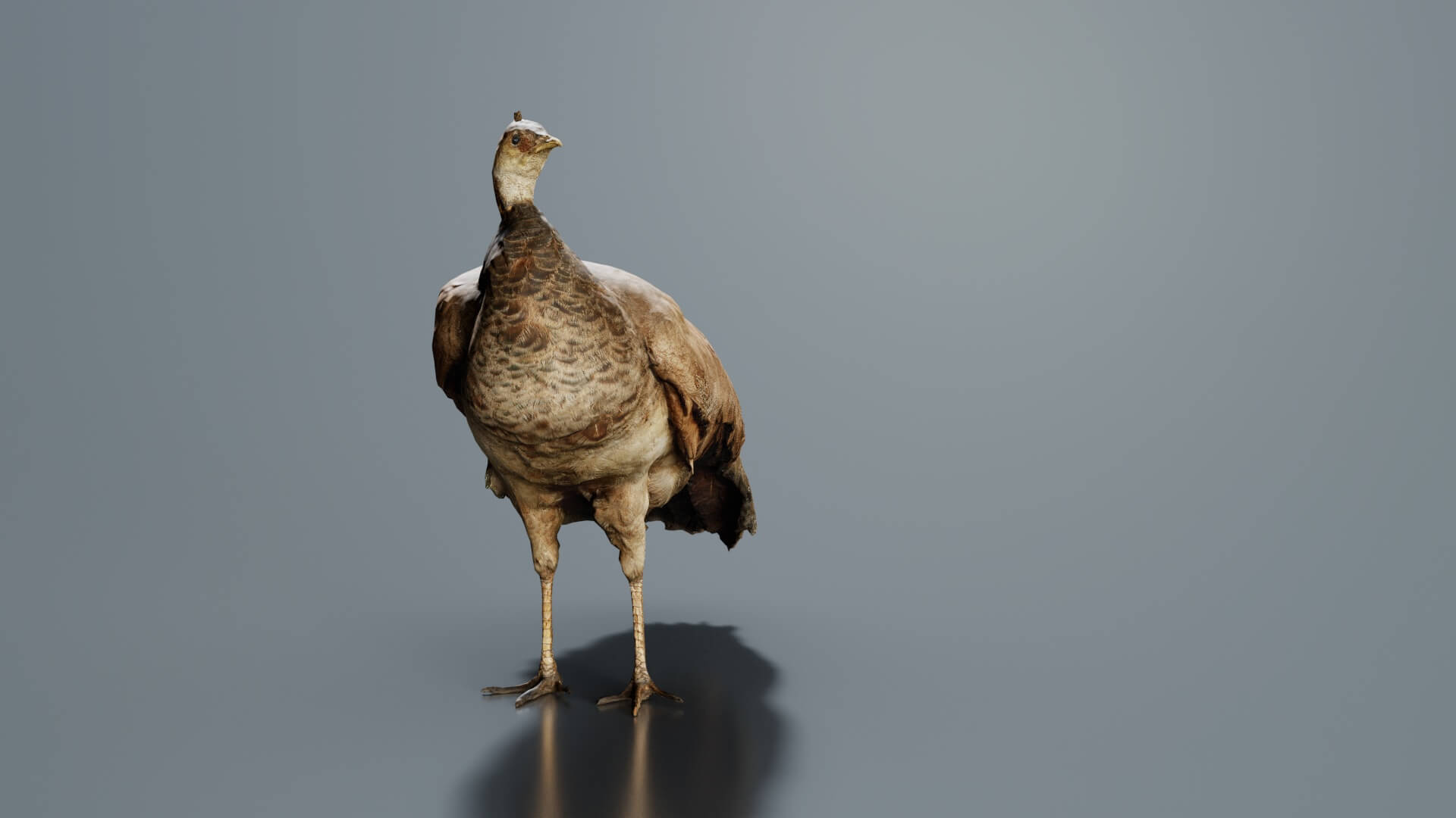 Peacock Peafowl - 3D Model by Polygonal Miniatures
