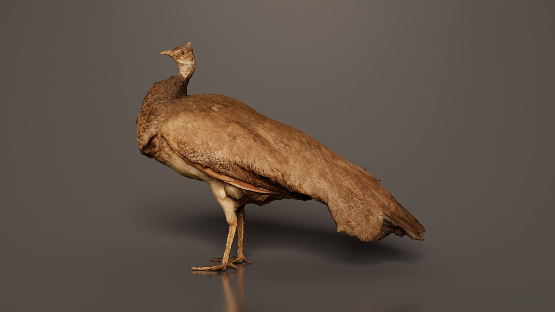 Peacock Peafowl - 3D Model by Polygonal Miniatures