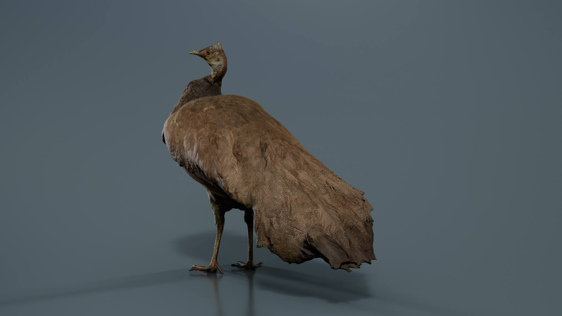 Peacock Peafowl - 3D Model by Polygonal Miniatures