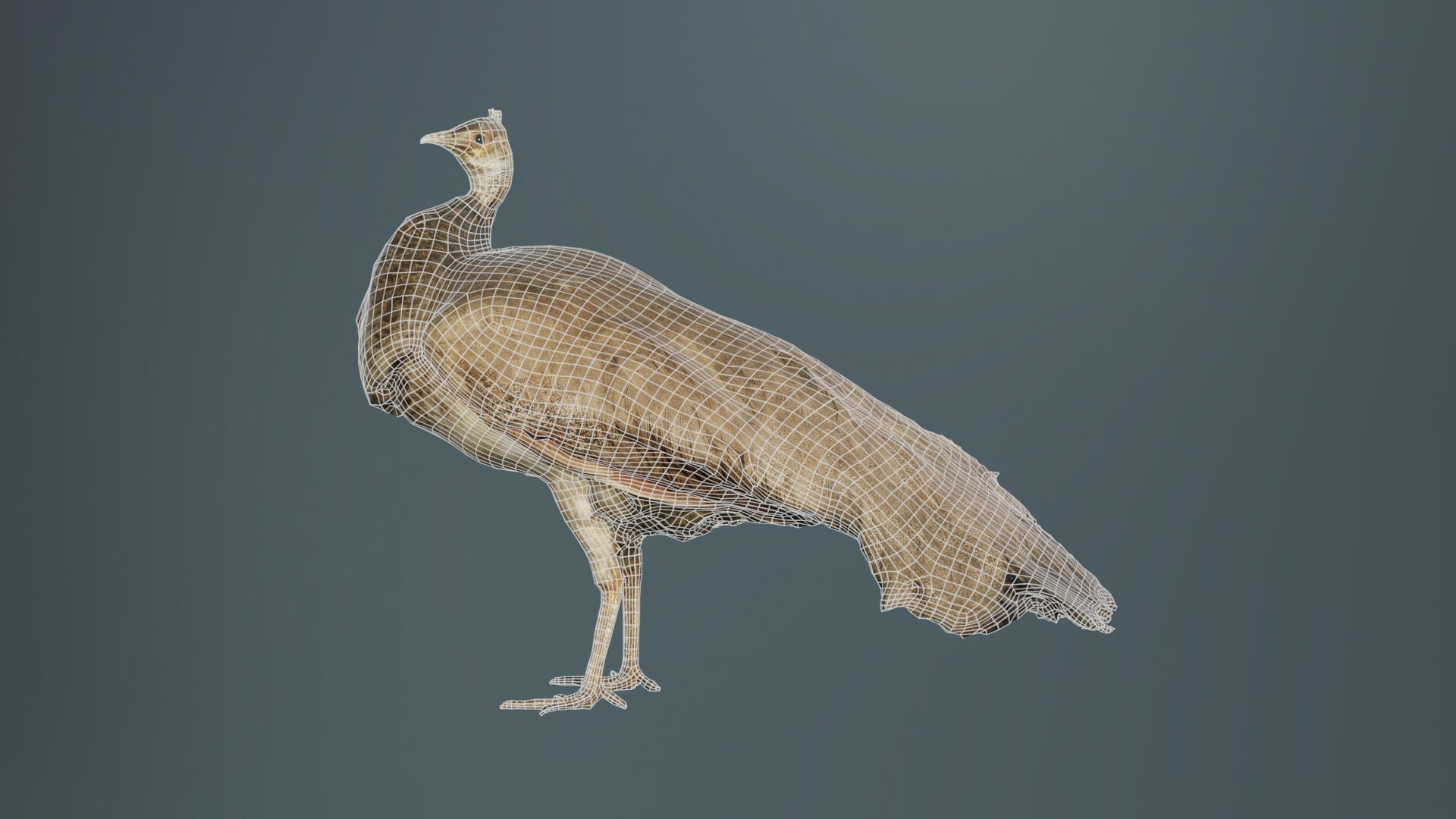 Peacock Peafowl - 3D Model by Polygonal Miniatures