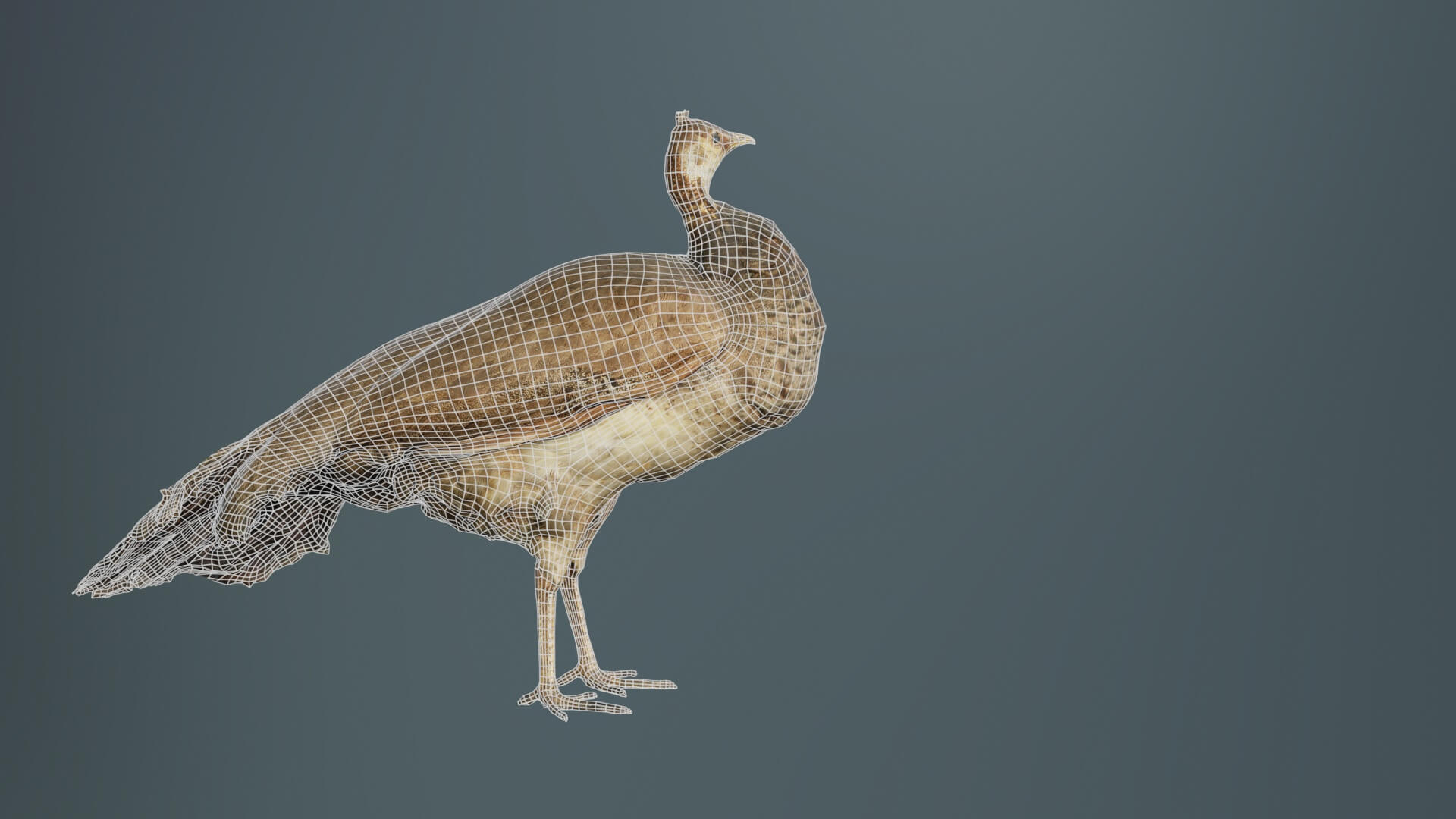 Peacock Peafowl - 3D Model by Polygonal Miniatures