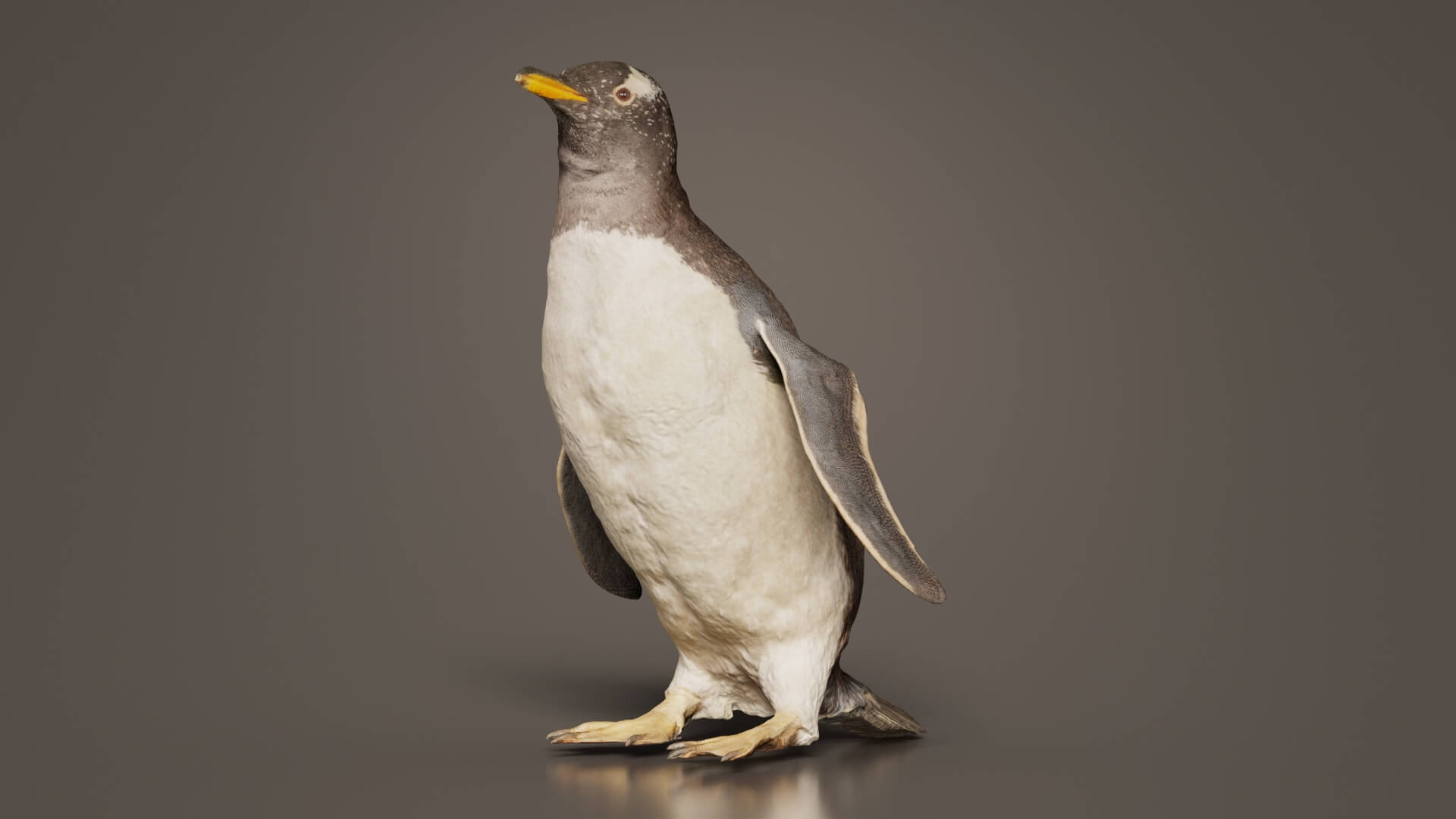 Penguin Sphenisciformes Spheniscidae - 3D Model by Polygonal Miniatures