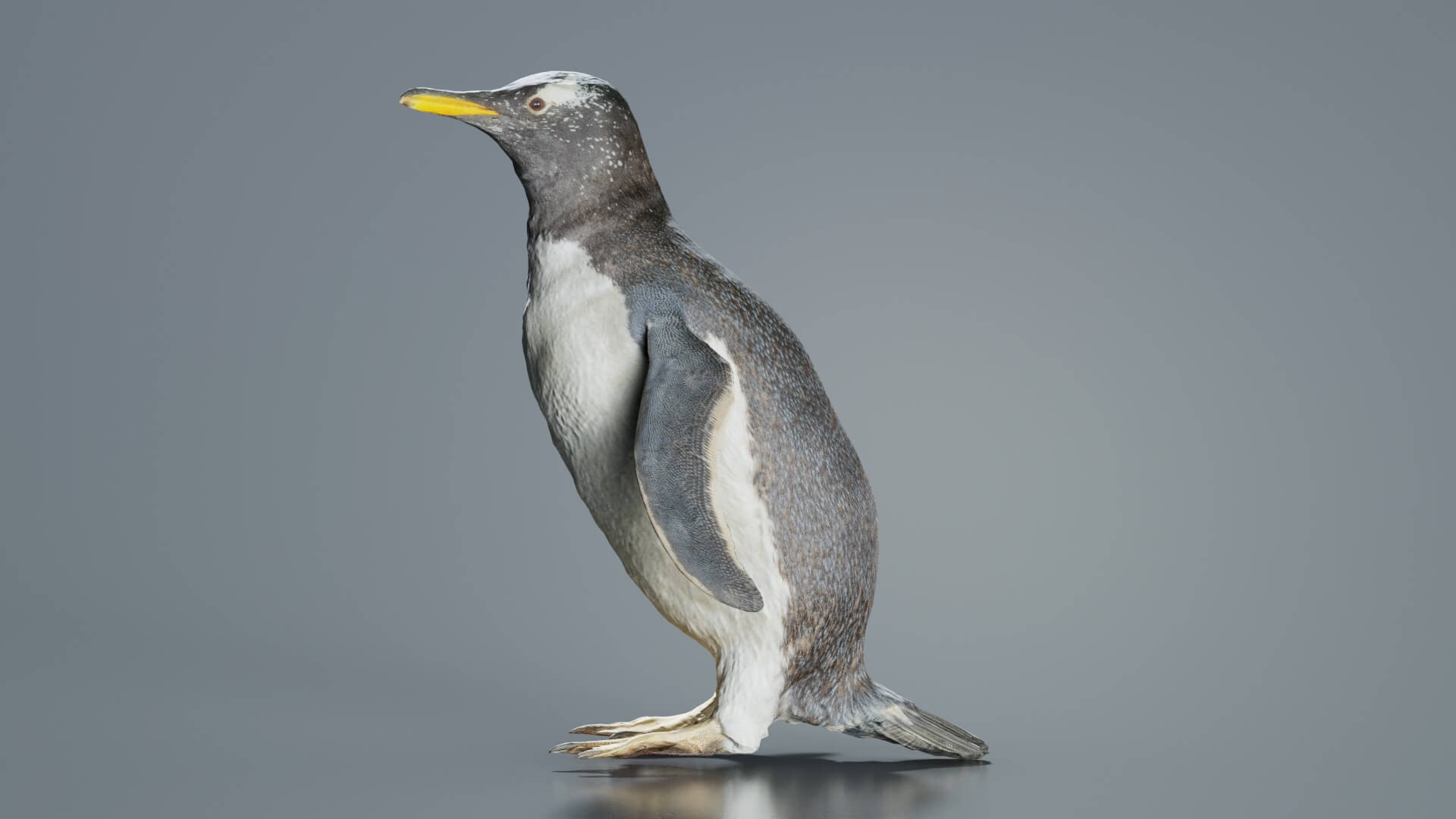 Penguin Sphenisciformes Spheniscidae - 3D Model by Polygonal Miniatures