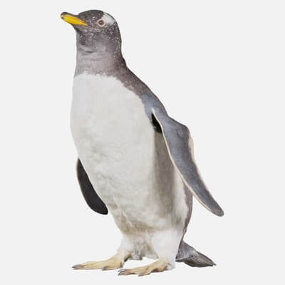 Penguin Sphenisciformes Spheniscidae - 3D Model by Polygonal Miniatures
