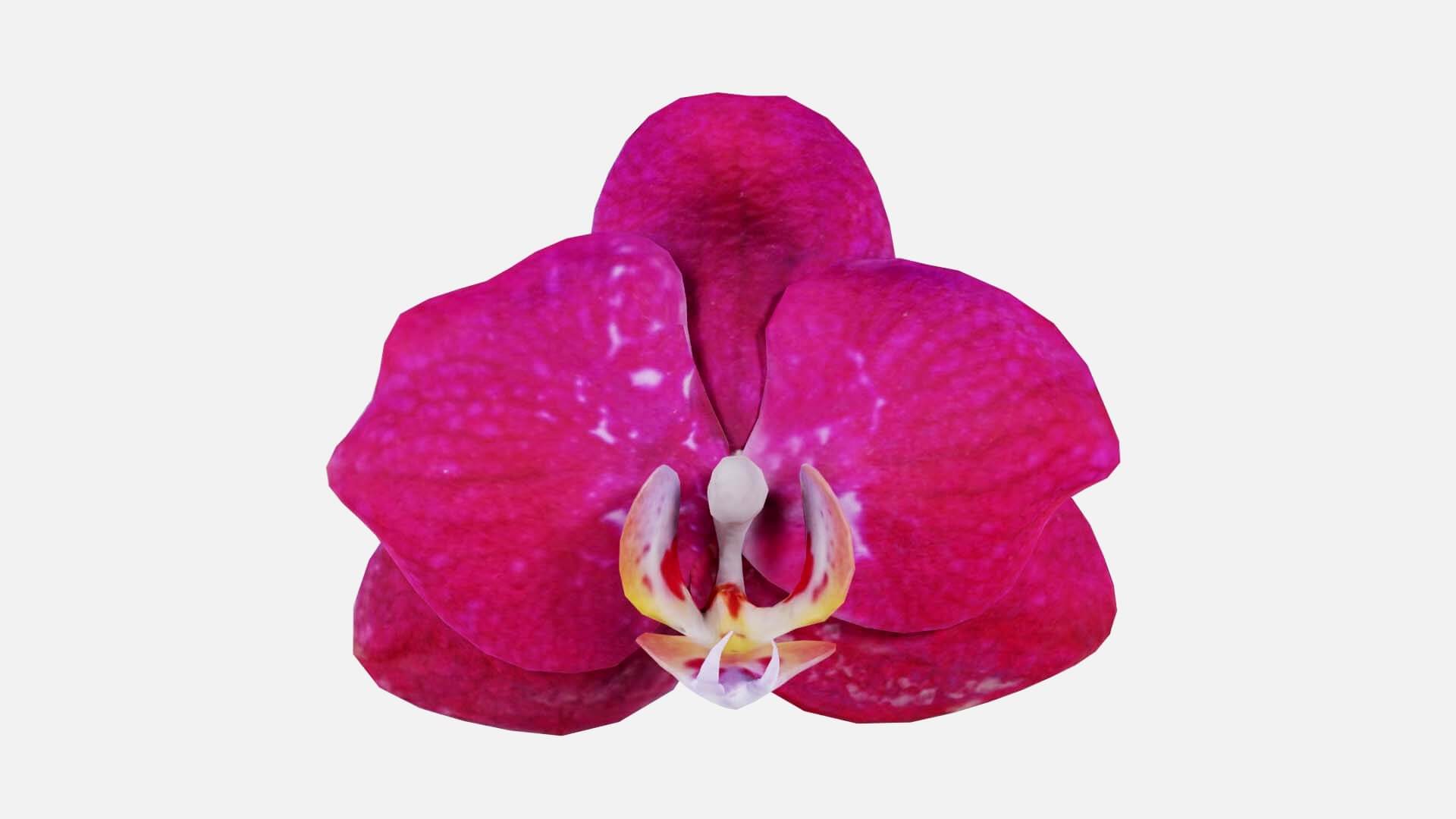 Phalaenopsis Red Orchid - 3D Model by Polygonal Miniatures