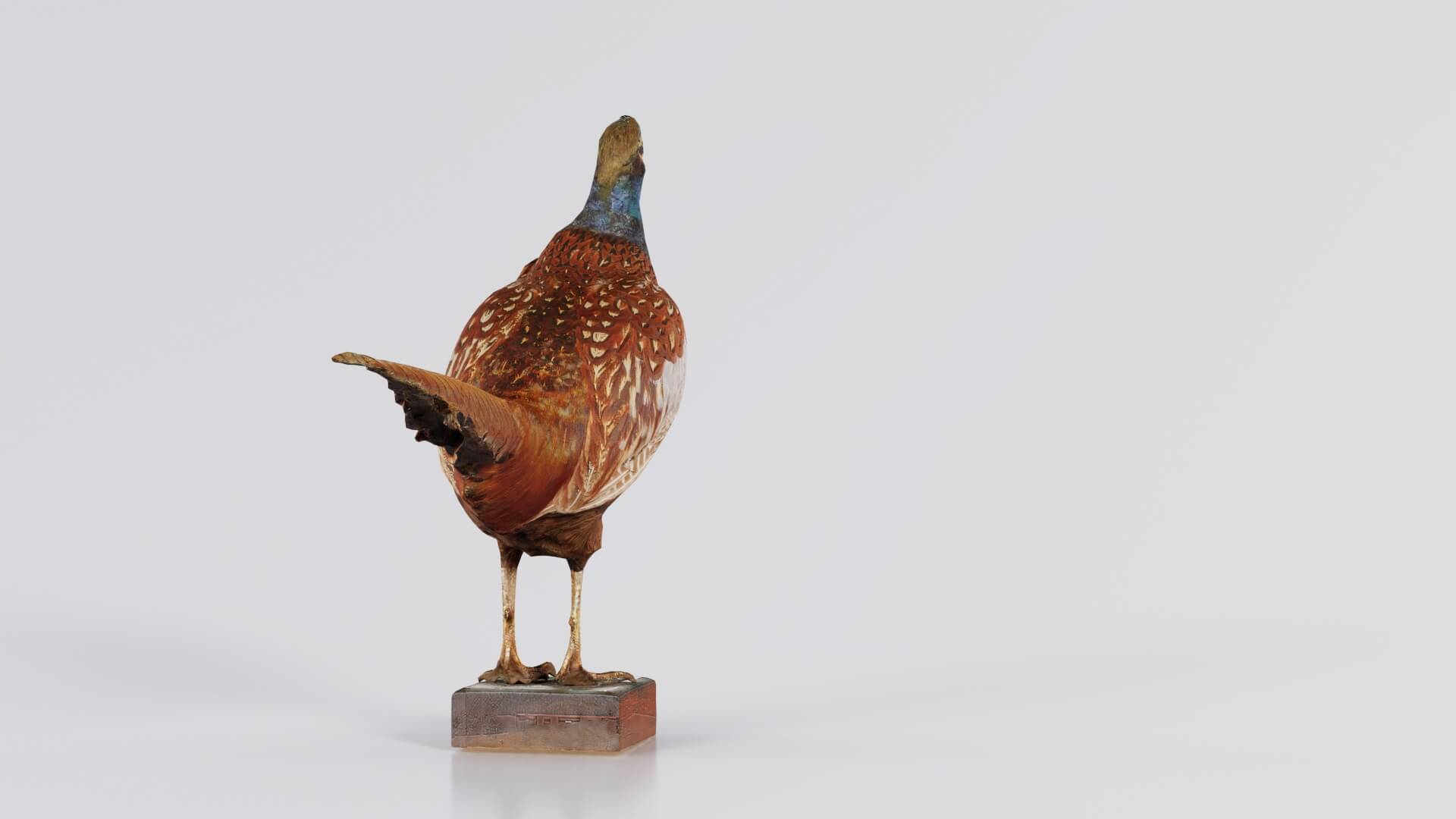 Pheasant Phasianidae Galliformes - 3D Model by Polygonal Miniatures