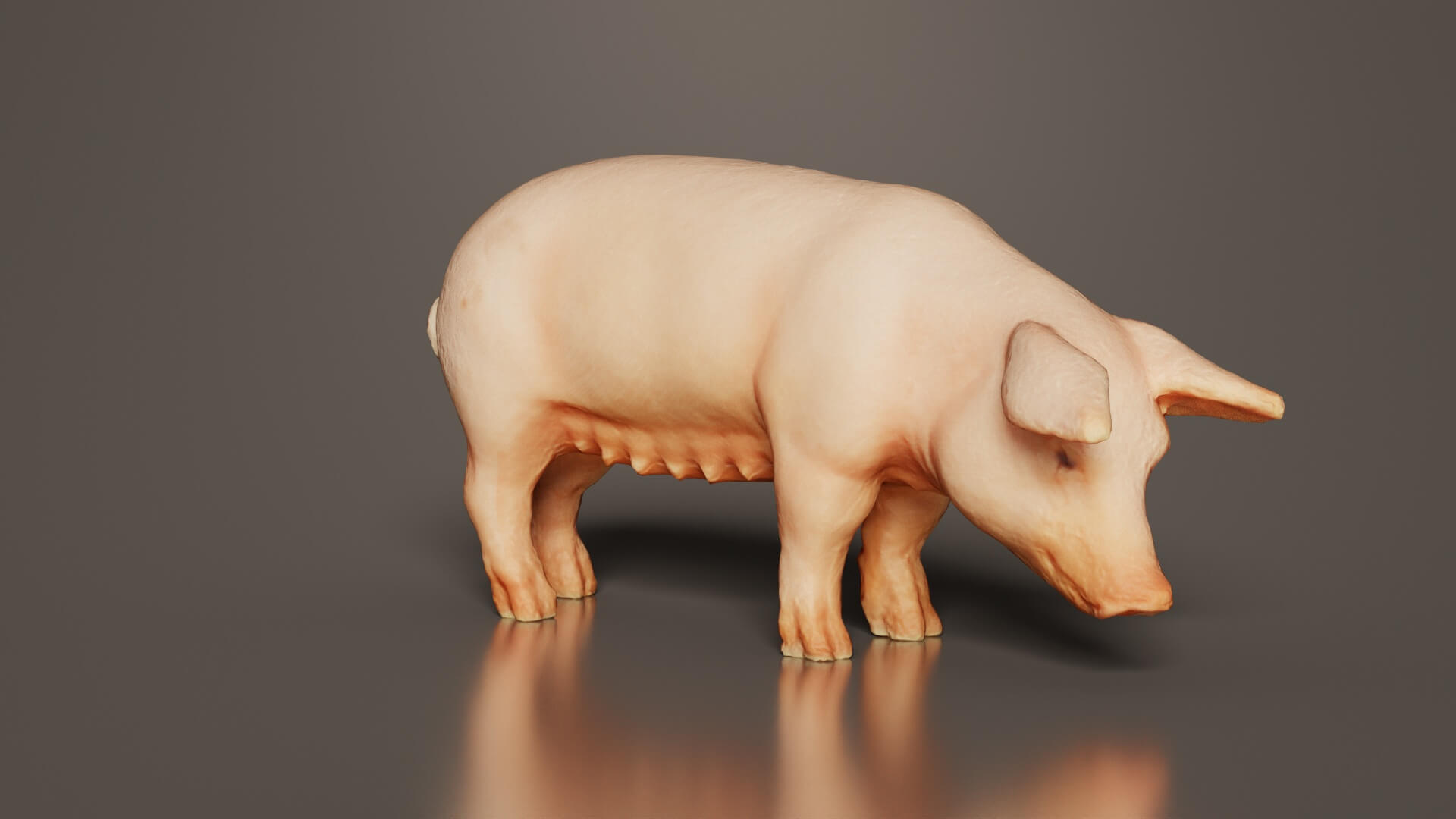 Pig - 3D Model by Polygonal Miniatures
