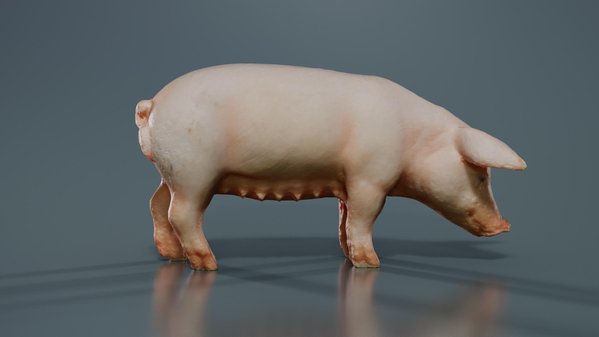 Pig - 3D Model by Polygonal Miniatures
