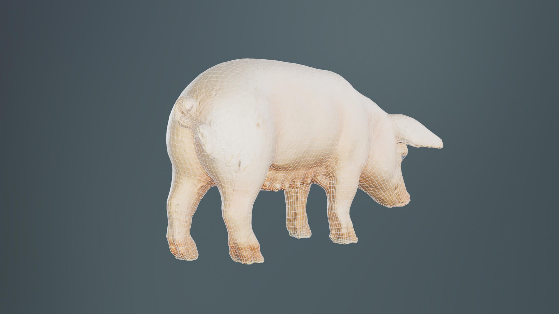 Pig - 3D Model by Polygonal Miniatures