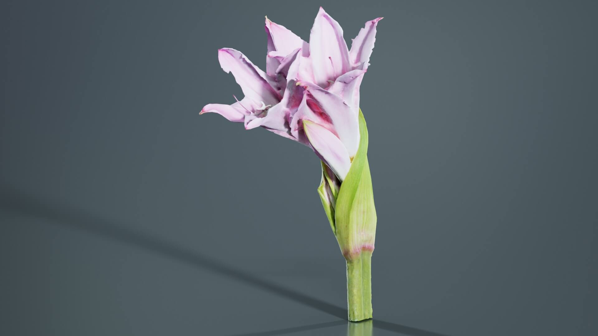 Pink Lily - 3D Model by Polygonal Miniatures