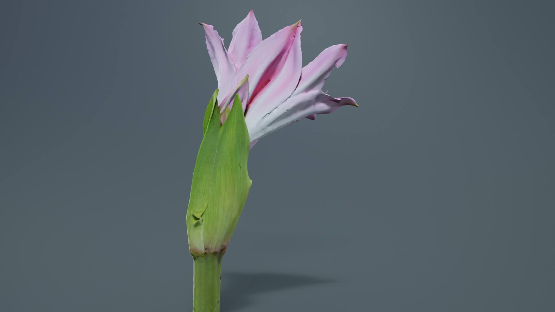 Pink Lily - 3D Model by Polygonal Miniatures