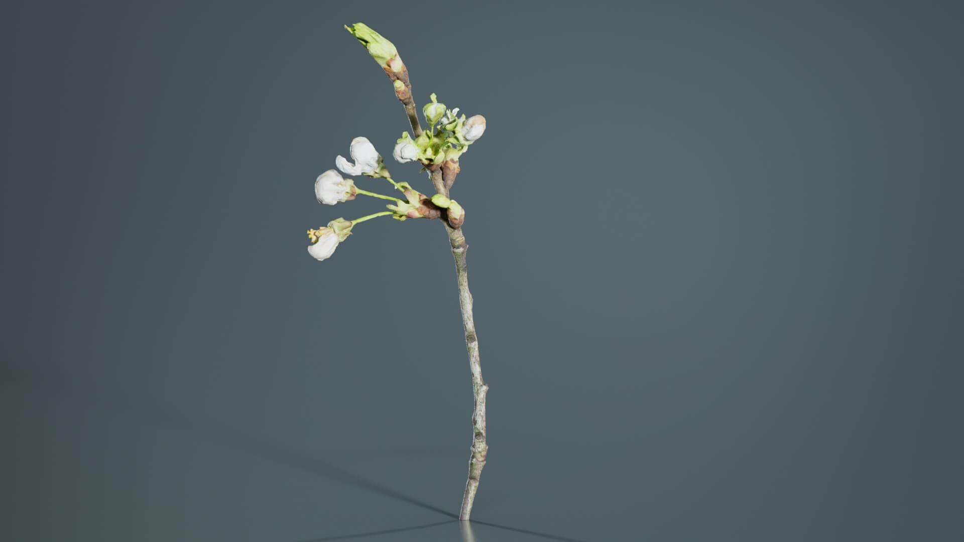 Prunus Armeniaca Siberian Apricot Rosaceae Sprout - 3D Model by ...